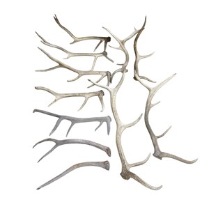 Elk Antler Stack - 11 High Character Naturally Shed Antlers, Ideal for ...