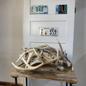 Elk Antler Stack - 11 High Character Naturally Shed Antlers, Ideal for ...