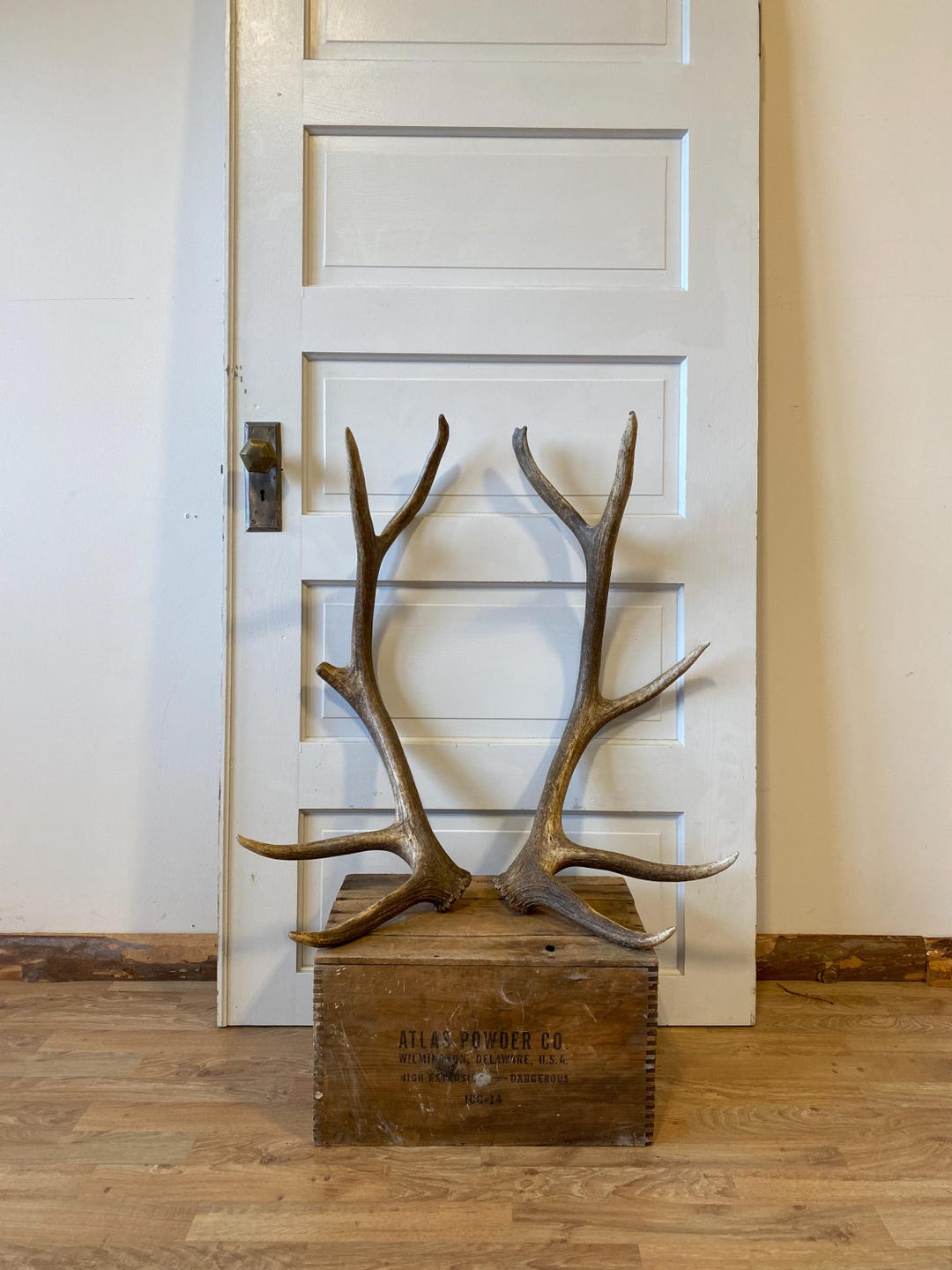 Elk Antlers Naturally Shed- Authentic Matched Set in Dark Brown, Unique ...