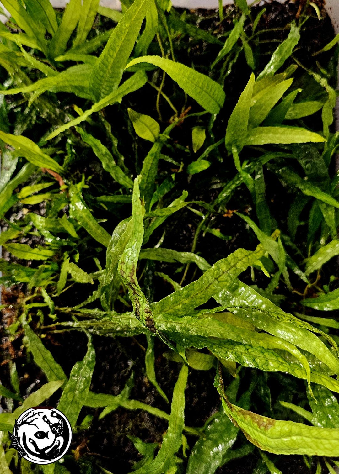 Java Fern Narrow Mini EASY BEGINNER Friendly Epiphyte Plant for ...