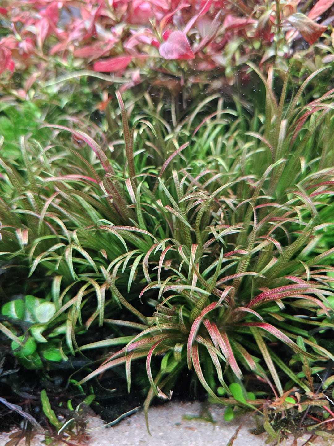 Blyxa Japonica, Beautiful Easy Grassy Aquarium Plant (true Aquatic ...