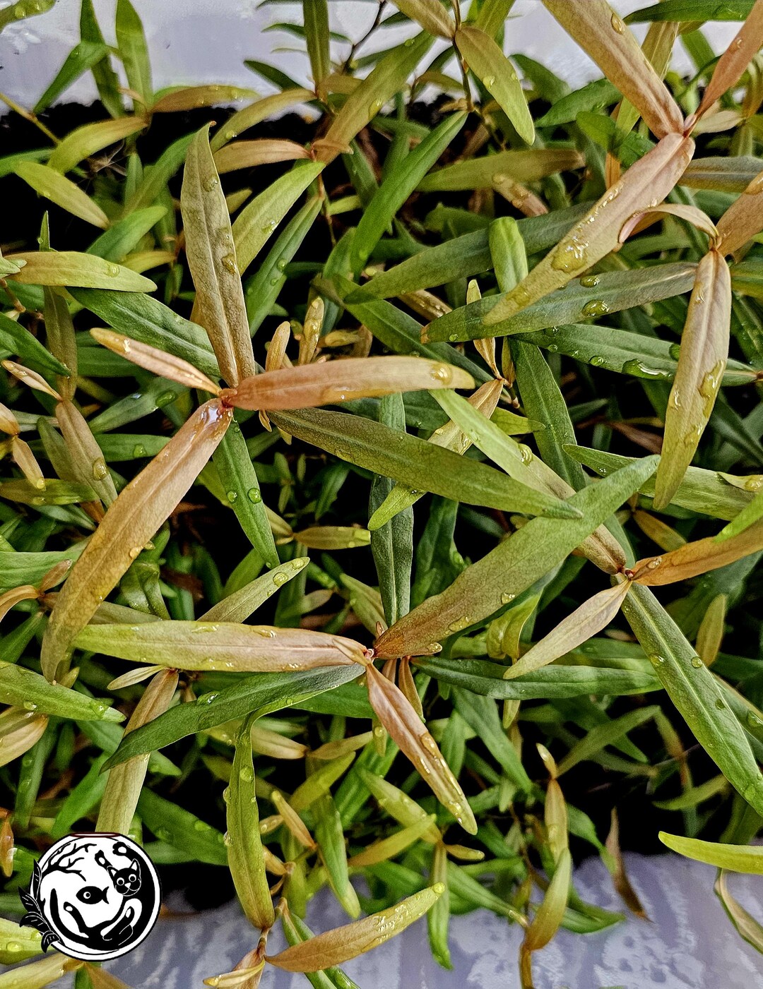 Persicaria Sp. pink Bamboo Magenta Colored Plant for Aquarium Rare ...
