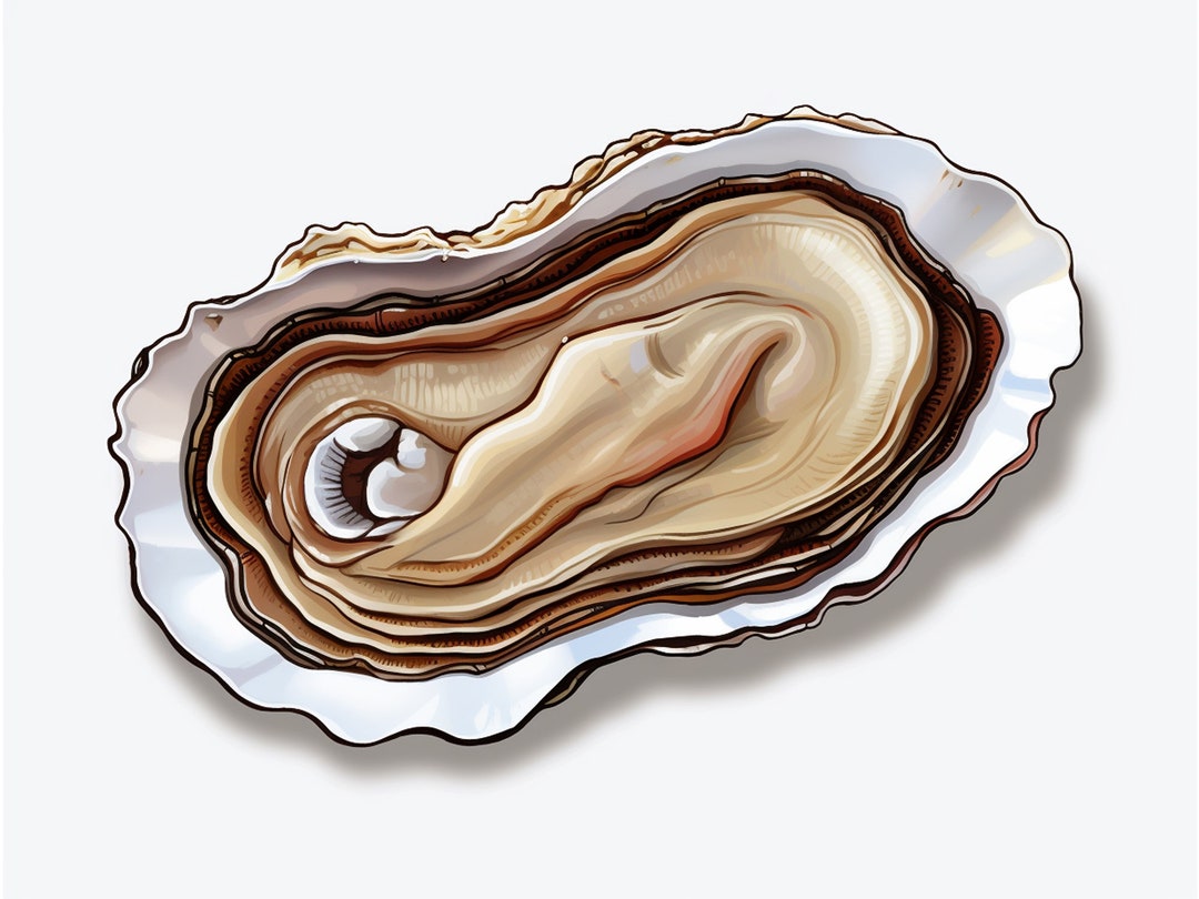 Oyster Shell PNG Collection - Etsy