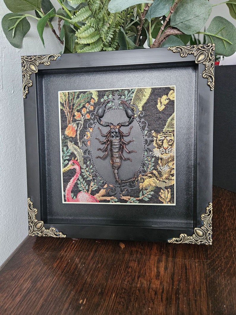Scorpion Insect Taxidermy Gothic Framed Art Vintage Pictures Fabric ...