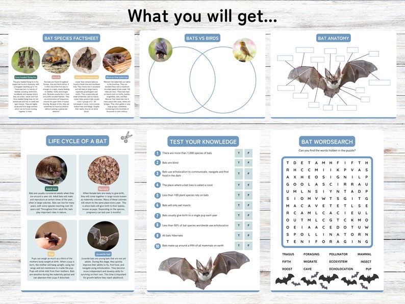 Bat Unit Study, Homeschool Printable, Nature Unit Study, Instant ...