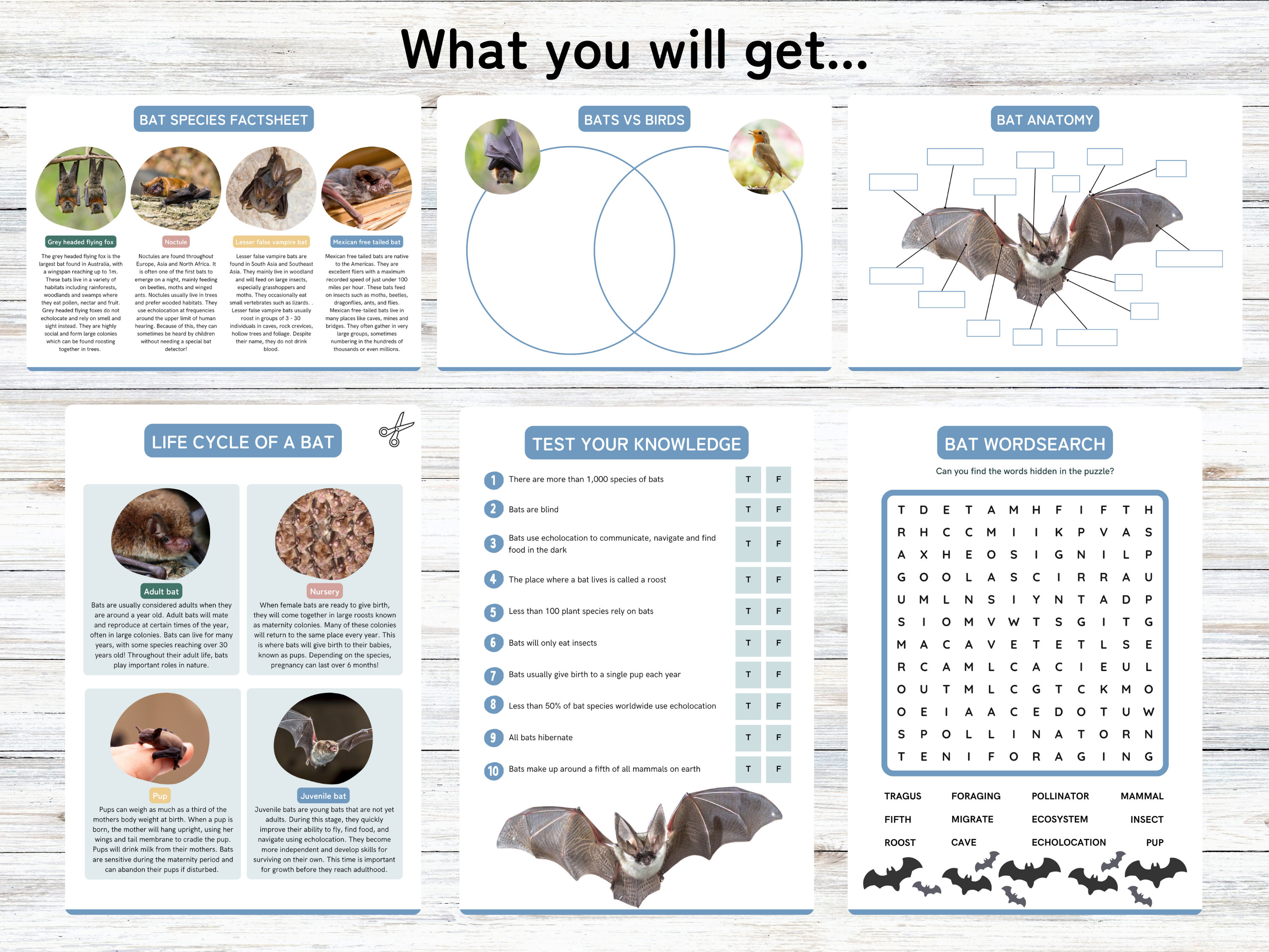 Bat Unit Study, Homeschool Printable, Nature Unit Study, Instant ...