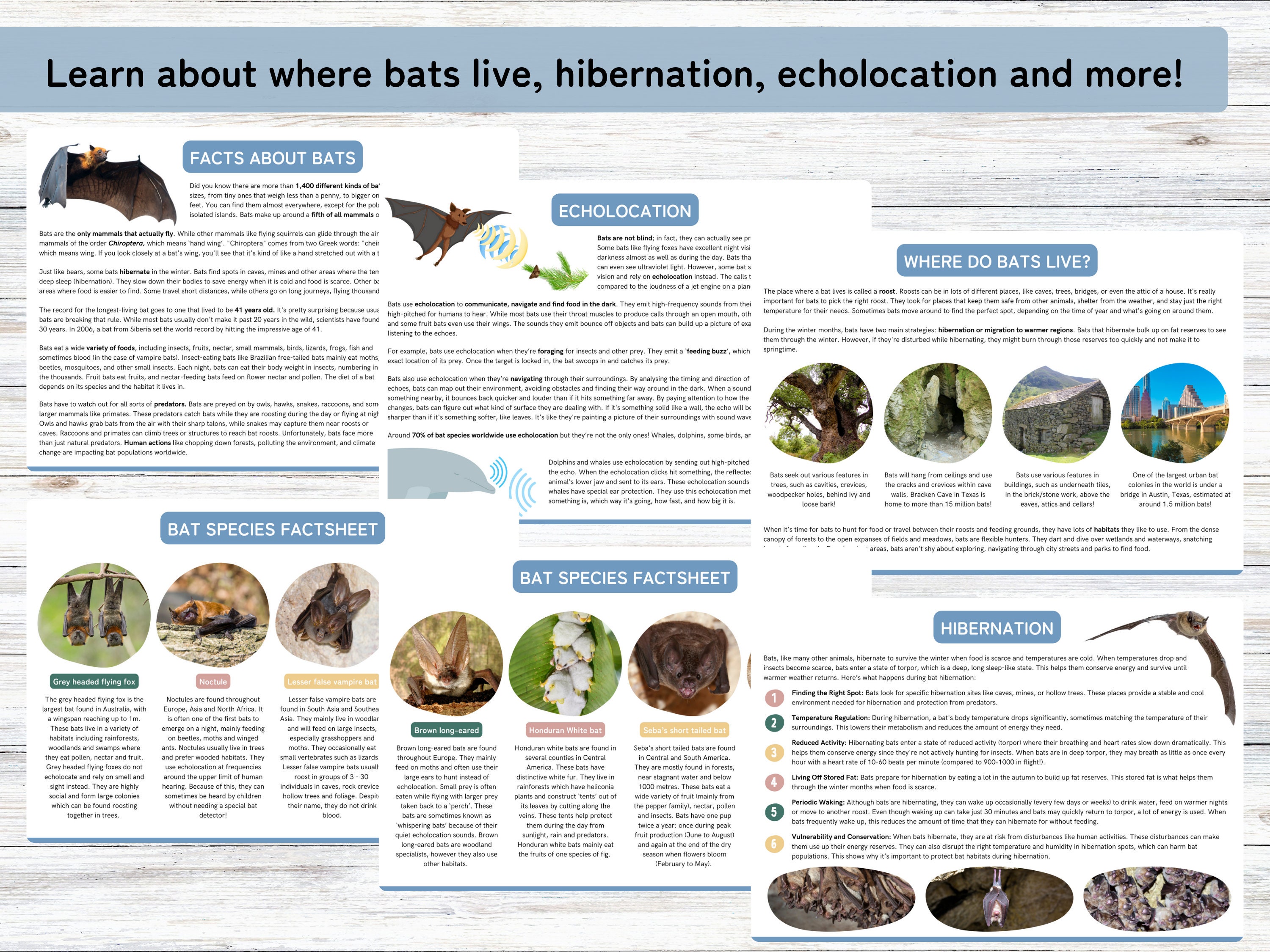 Bat Unit Study, Homeschool Printable, Nature Unit Study, Instant ...