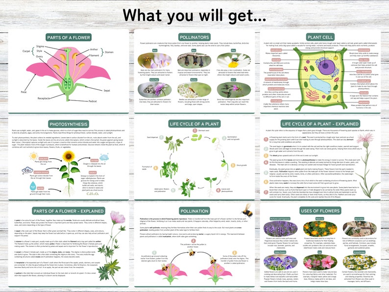 Flower Unit Study: Homeschool Nature Printable (instant Download) - Etsy
