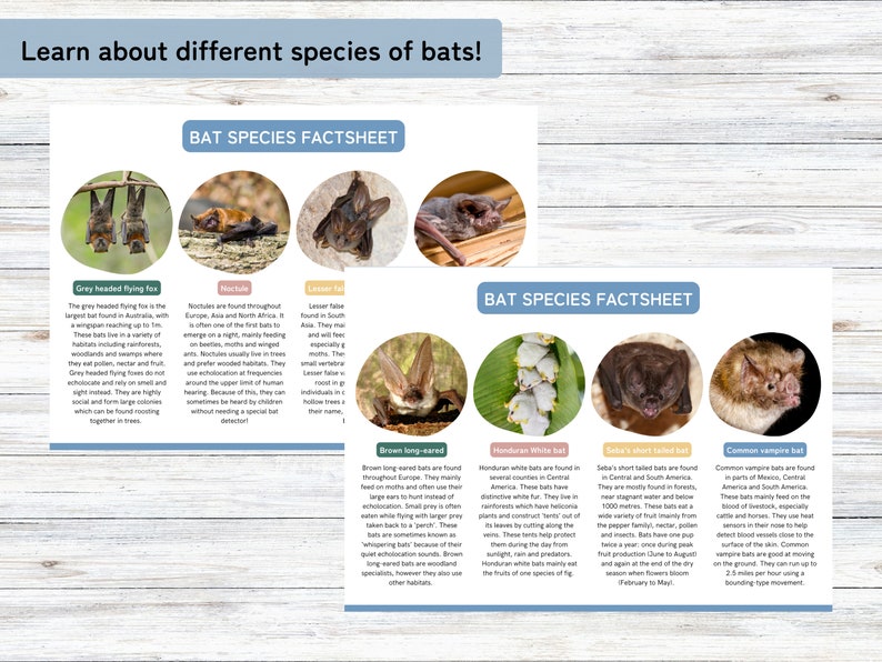 Bat Unit Study, Homeschool Printable, Nature Unit Study, Instant ...