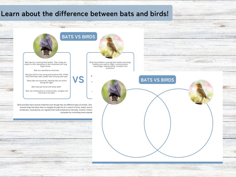 Bat Unit Study, Homeschool Printable, Nature Unit Study, Instant ...