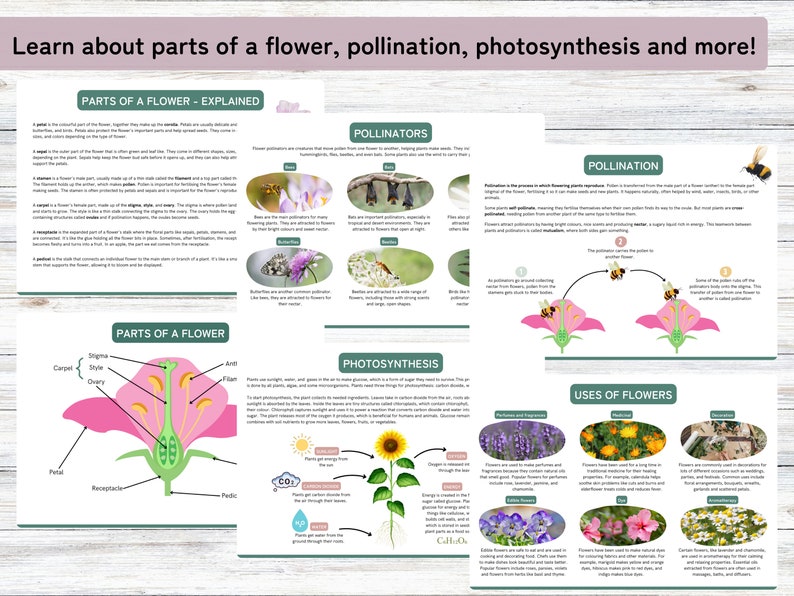 Flower Unit Study: Homeschool Nature Printable (instant Download) - Etsy