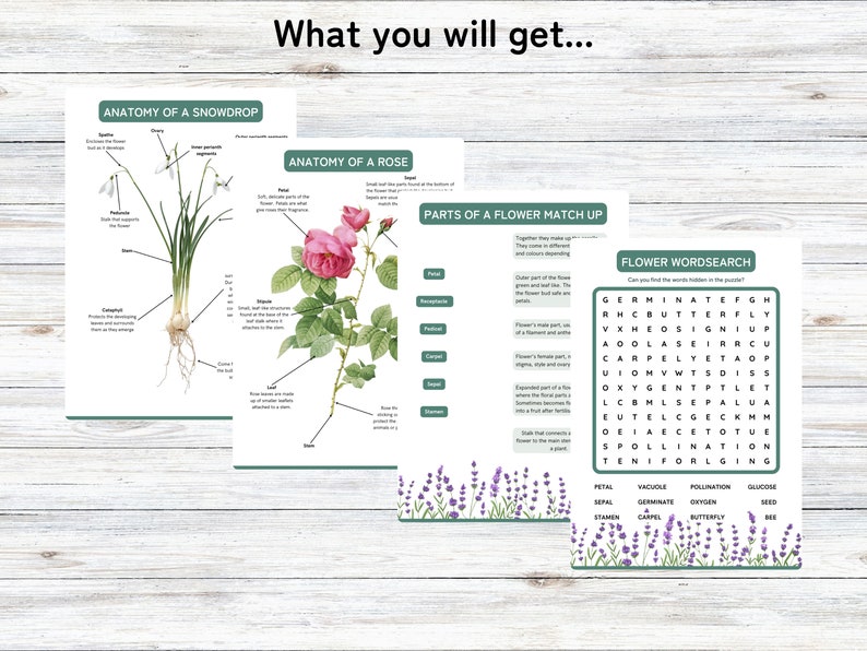 Flower Unit Study: Homeschool Nature Printable (instant Download) - Etsy