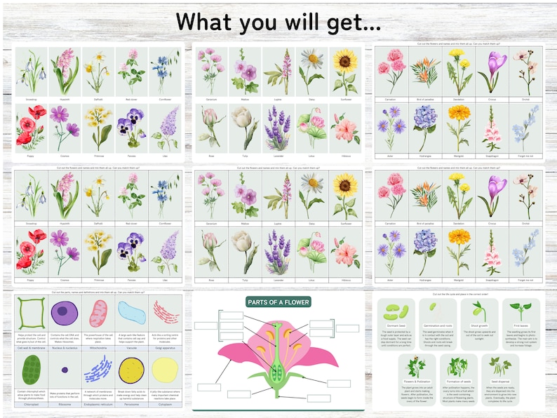 Flower Unit Study: Homeschool Nature Printable (instant Download) - Etsy