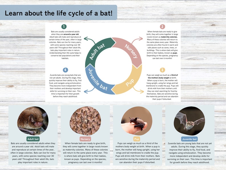 Bat Unit Study, Homeschool Printable, Nature Unit Study, Instant ...
