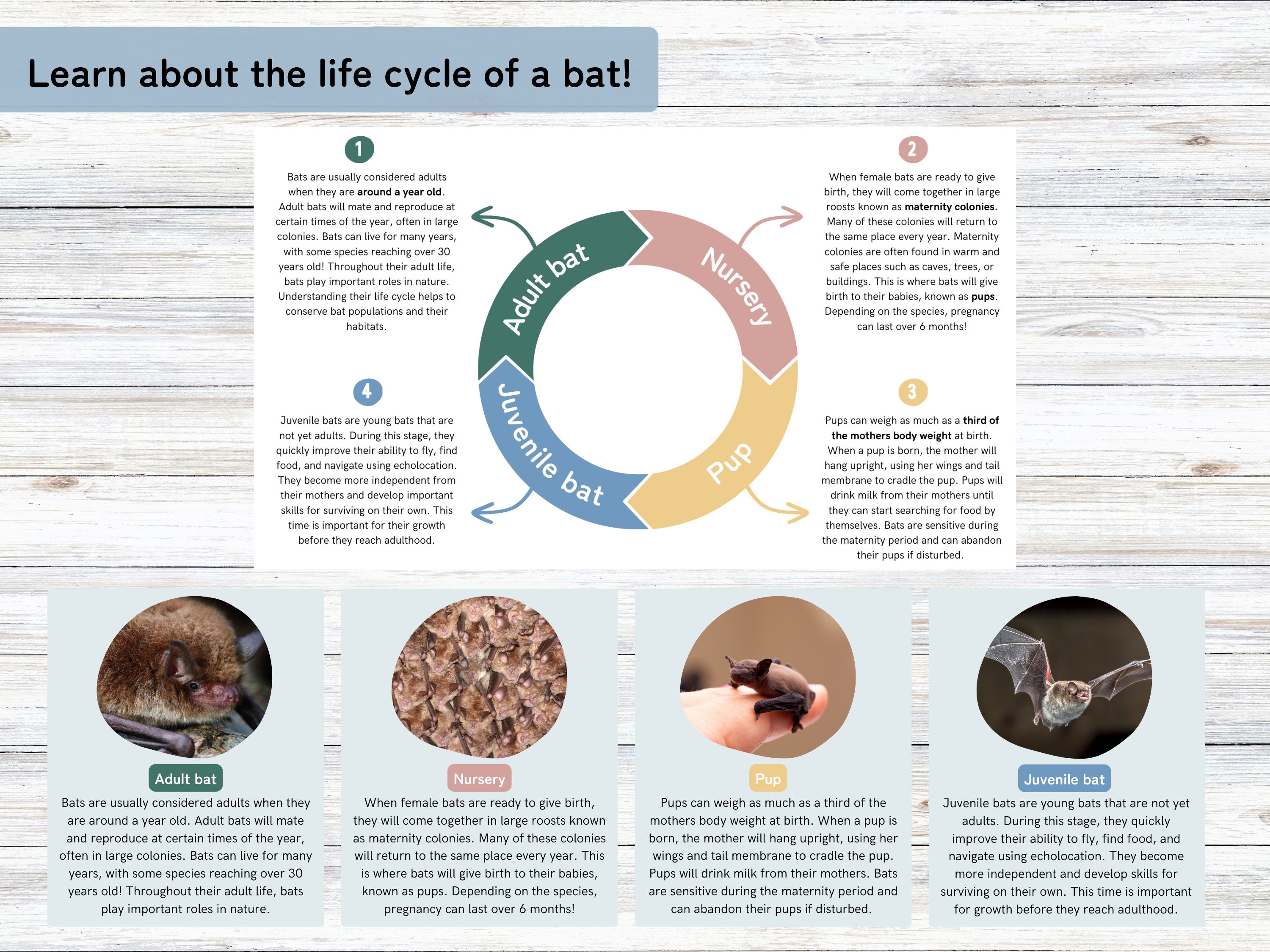Bat Unit Study, Homeschool Printable, Nature Unit Study, Instant ...