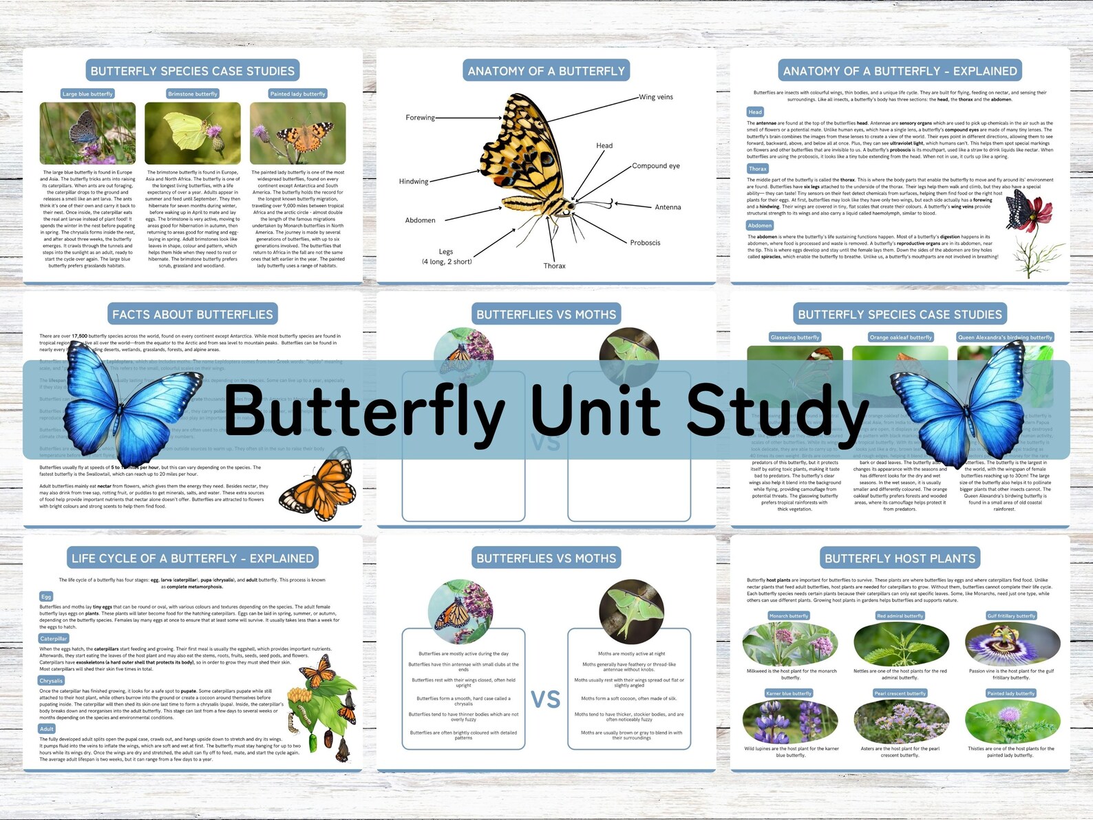 Butterfly Unit Study, Homeschool Printable, Nature Unit Study, Instant ...