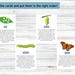 Butterfly Unit Study, Homeschool Printable, Nature Unit Study, Instant ...