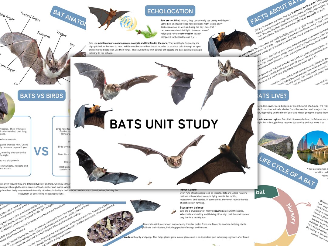 Bat Unit Study: Homeschool Nature Printable (instant Download) - Etsy