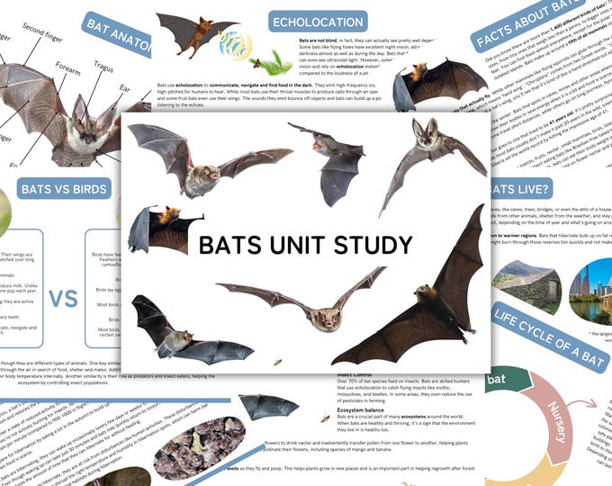 BAT Unit Study, Life Cycle, Anatomy, Nature Study, Science, Homeschool ...