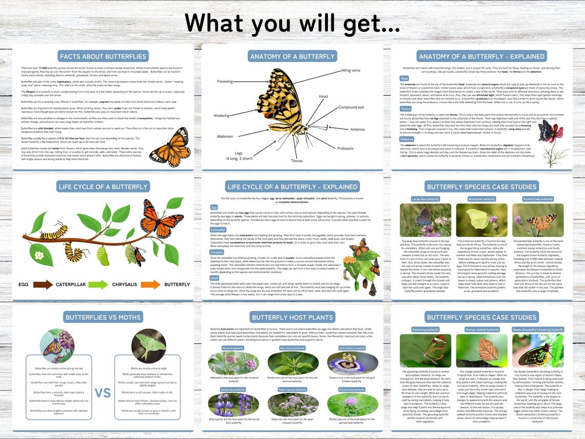 Butterfly Unit Study, Homeschool Printable, Nature Unit Study, Instant ...