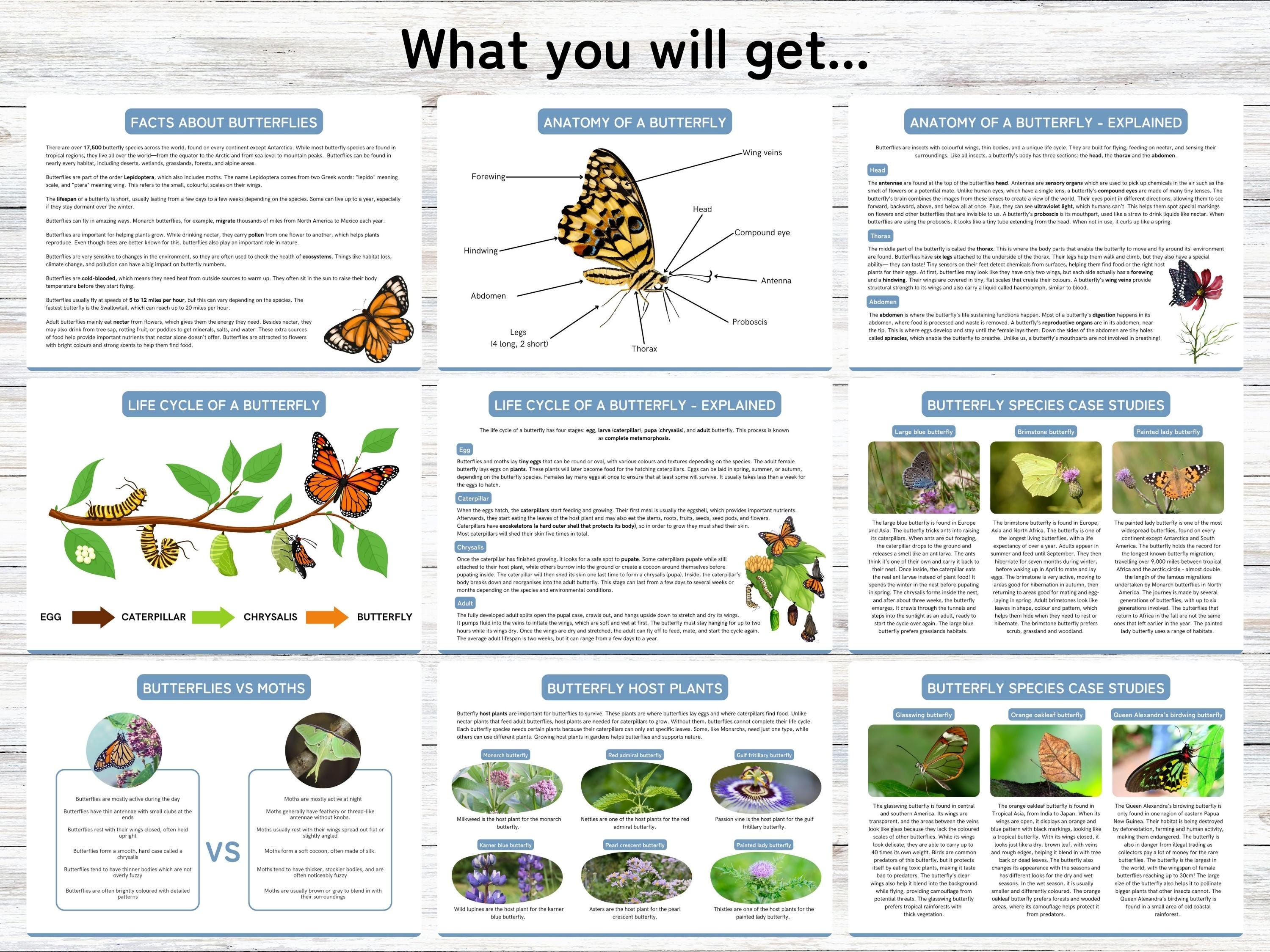 Butterfly Unit Study, Homeschool Printable, Nature Unit Study, Instant ...