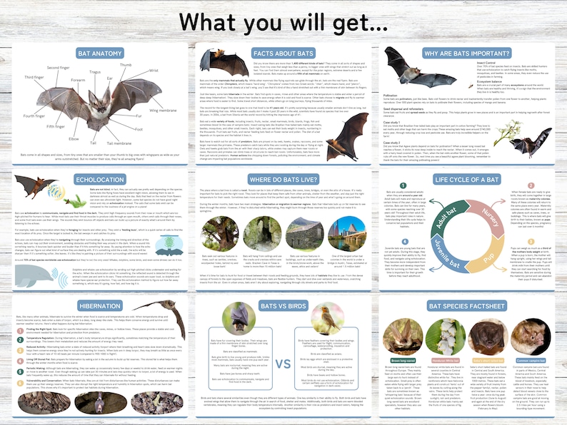 Bat Unit Study, Homeschool Printable, Nature Unit Study, Instant ...