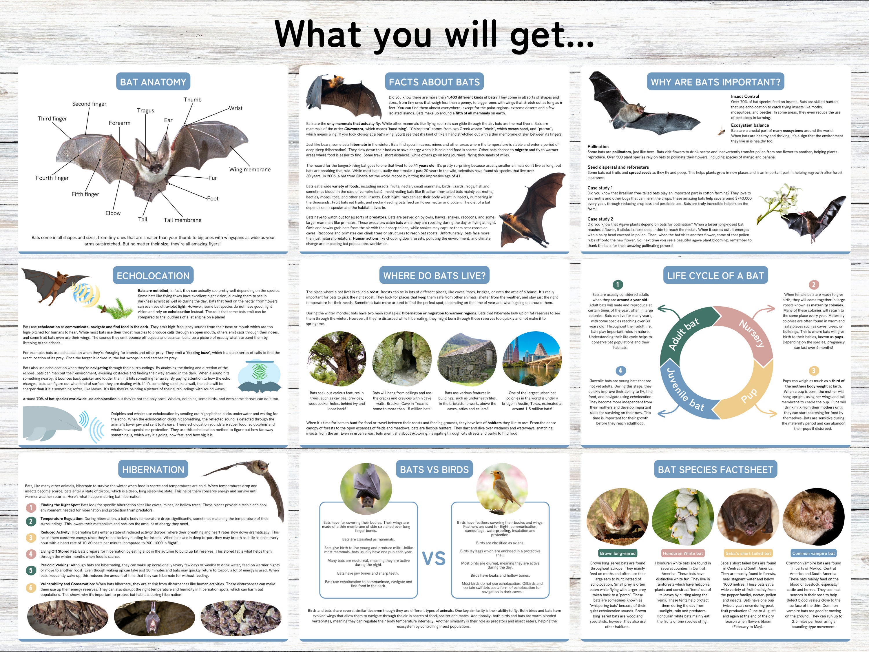 Bat Unit Study, Homeschool Printable, Nature Unit Study, Instant ...