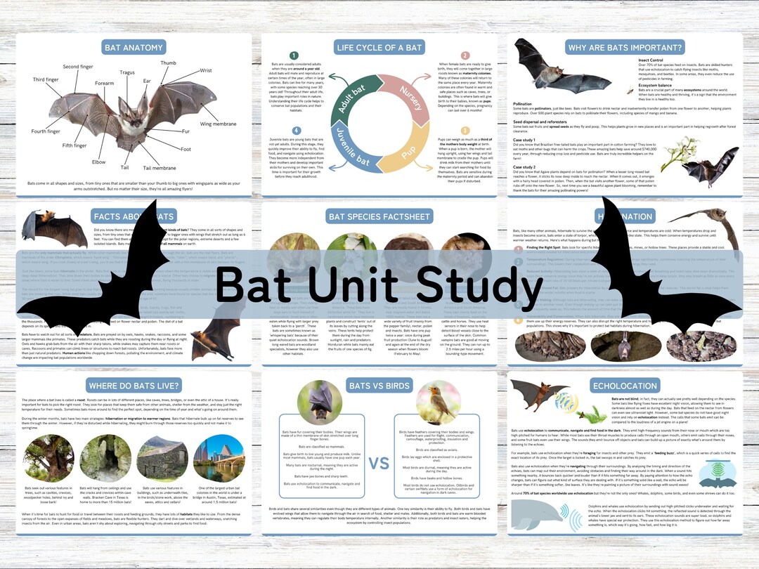 Bat Unit Study, Homeschool Printable, Nature Unit Study, Instant ...
