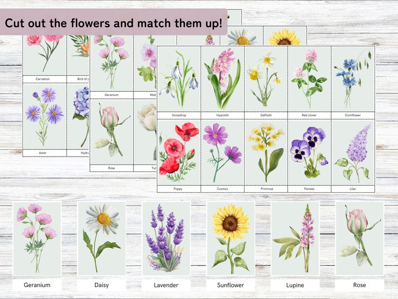 Flower Unit Study: Homeschool Nature Printable (instant Download) - Etsy