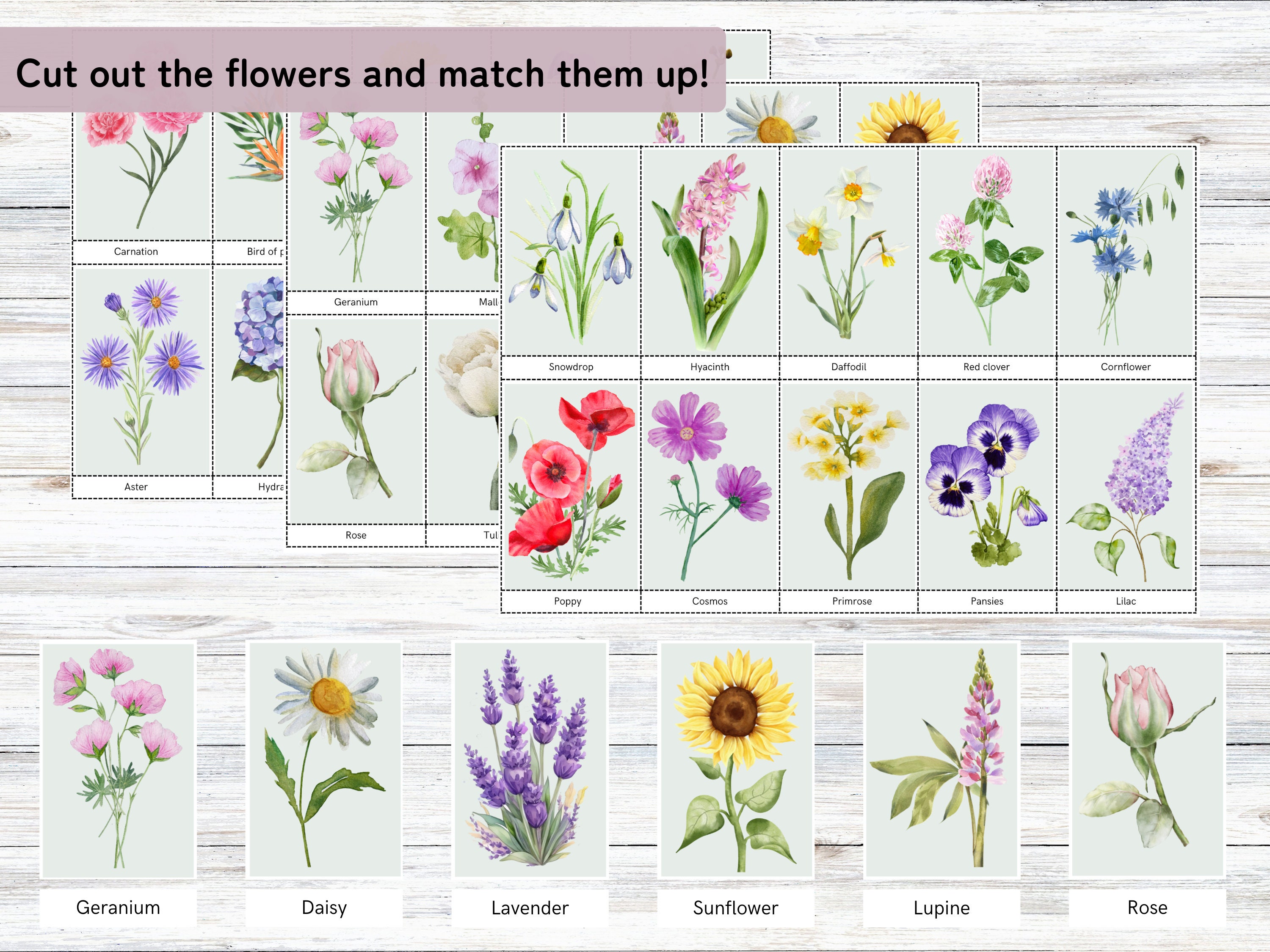Flower Unit Study: Homeschool Nature Printable (instant Download) - Etsy