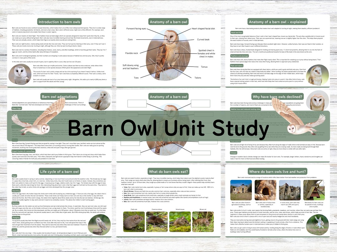 Barn Owl Unit Study, Homeschool Printable, Nature Unit Study, Instant ...