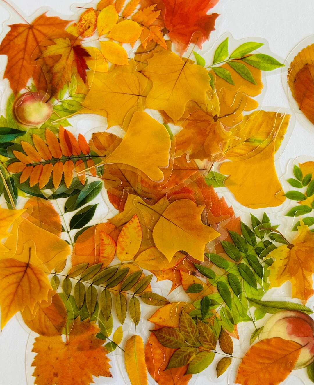 Translucent Leaf Sticker Pack Assorted Nature Stickers Bullet Journal ...