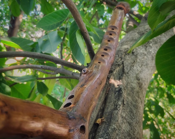 Native American Flute Made From Ash Tree Branches With Knots in Key E ...
