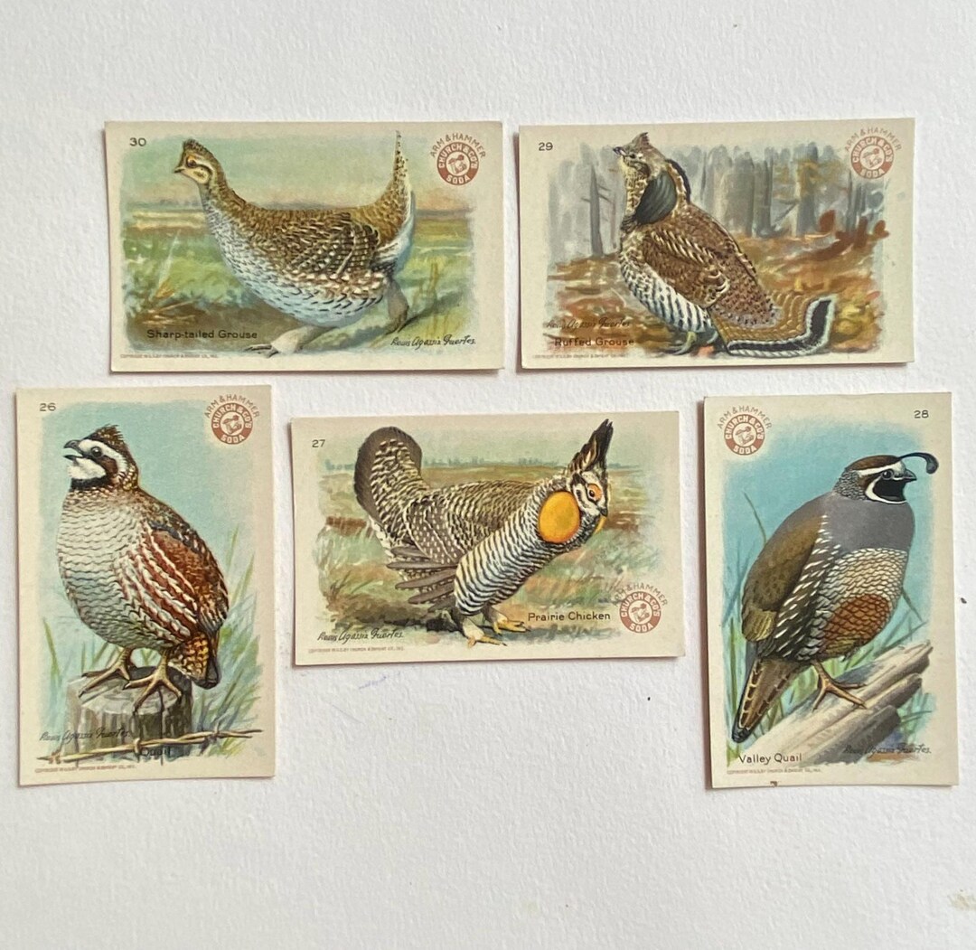 5 Vintage Bird Ephemera Game Birds Trading Cards Game Birds Advertising ...