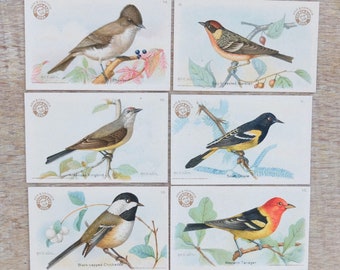1930s Useful Birds of America Complete Series 9 Cards by Arm & Hammer ...