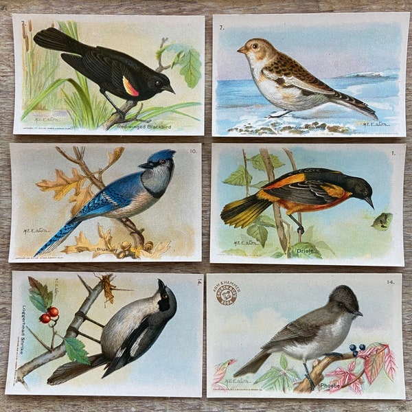 Arm and Hammer Bird Cards - Etsy