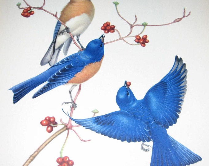 1950 First-edition Illustration Menaboni's Birds by - Etsy