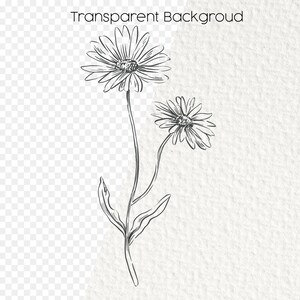 Blooming Lines, Flower Digital Clipart, Brush Stroke, Floral Elements ...