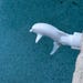 Dolphin Pool Aerator Fountain – 3/4" – Decorative Pool Fountain Spray ...