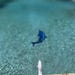 Dolphin Pool Aerator Fountain – 3/4" – Decorative Pool Fountain Spray ...