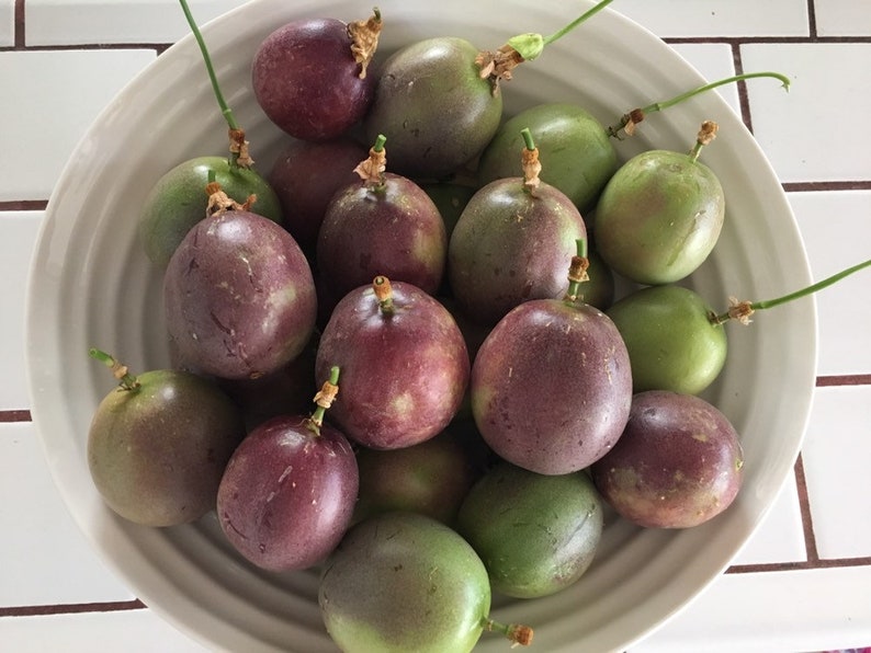 Fresh Organic Passion Fruit Seeds 25 Seeds Etsy
