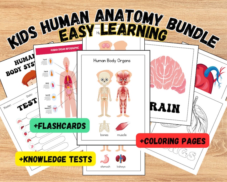 Kids Human Anatomy Worksheets Anatomy Flash Cards Preschool Worksheets ...