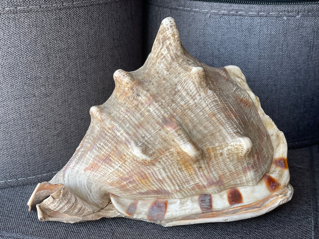 Queen Helmet Conch Shell - Etsy