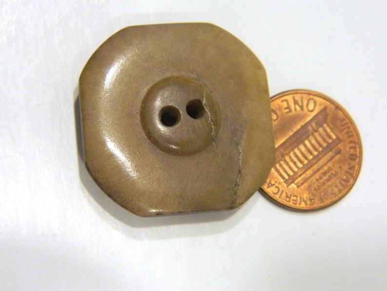 Large Vintage Vegetable Ivory Button With a Raised Center - Etsy