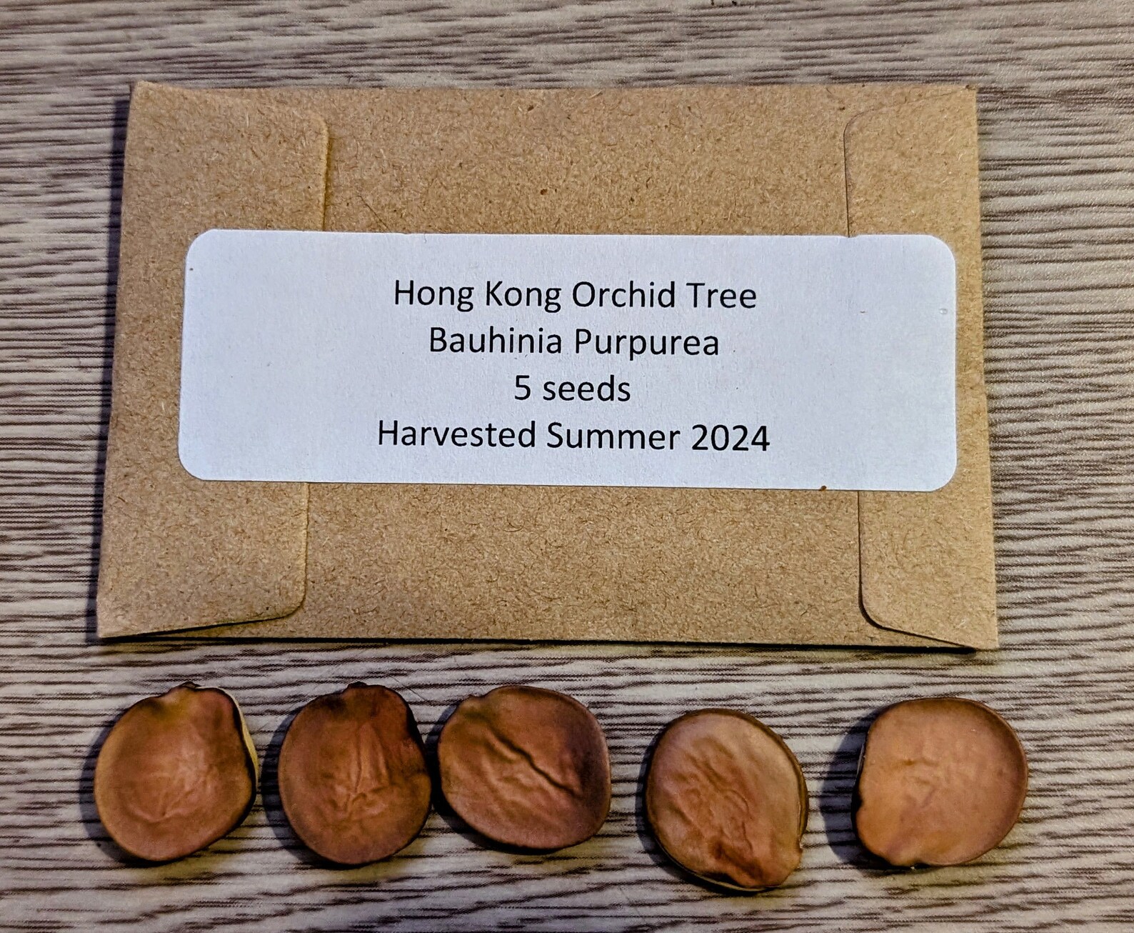 5 Hong Kong Orchid Tree Seeds Grown in FL (bauhinia Purpurea) - Etsy