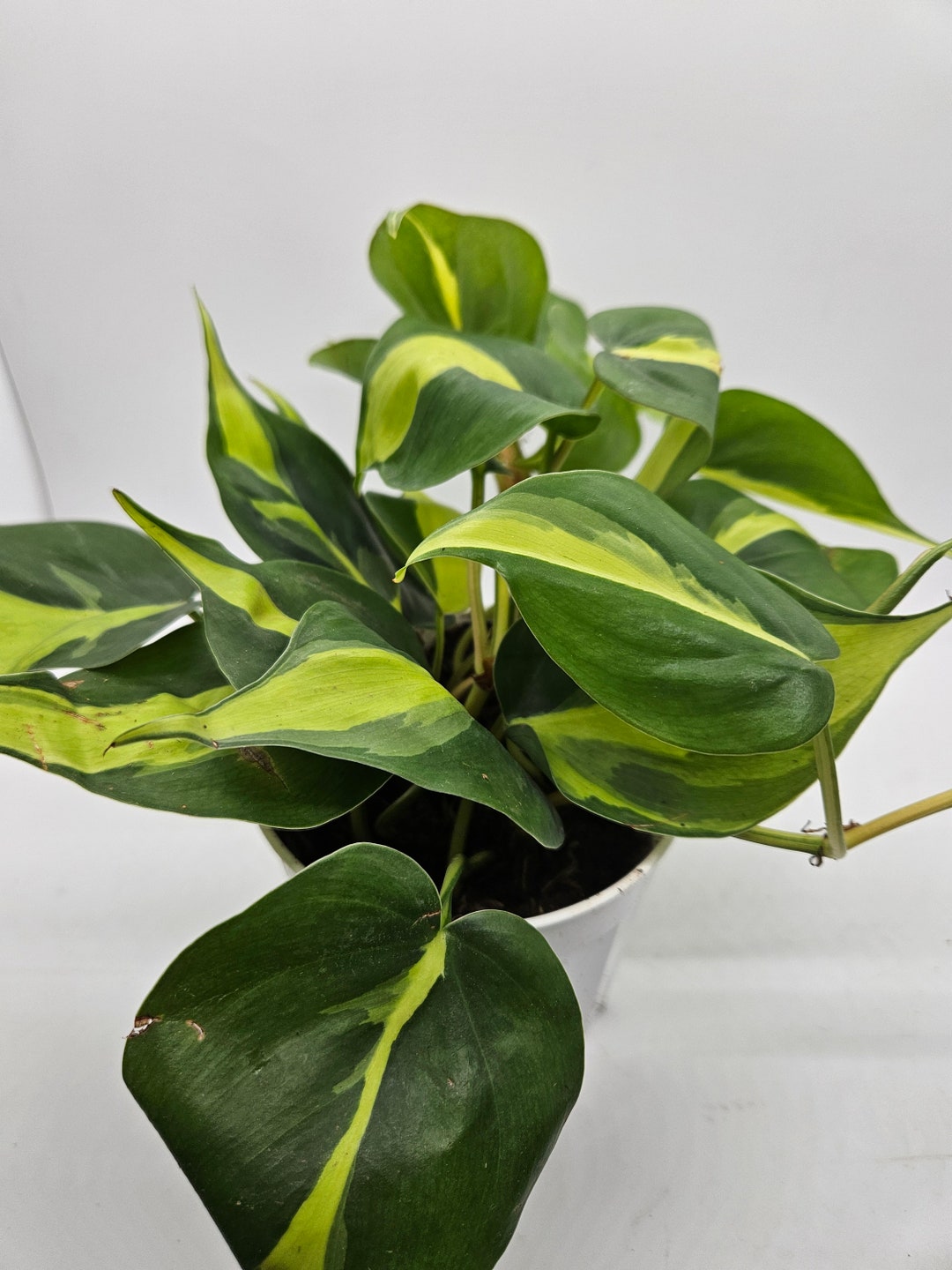Philodendron Hederaceum Philo brasil Trailing Houseplant Vine 4 Inch ...