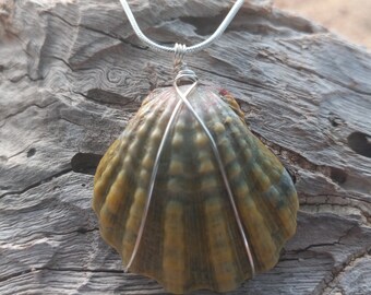 RARE Sunrise Shell aka Moonrise Shell 14k Gold Wrapped Necklace - Etsy
