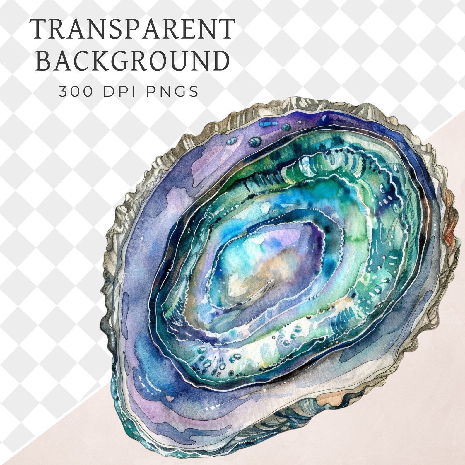 Beachy Seashell Clipart TRANSPARENT PNG, Shell Png, Abalone Clipart ...