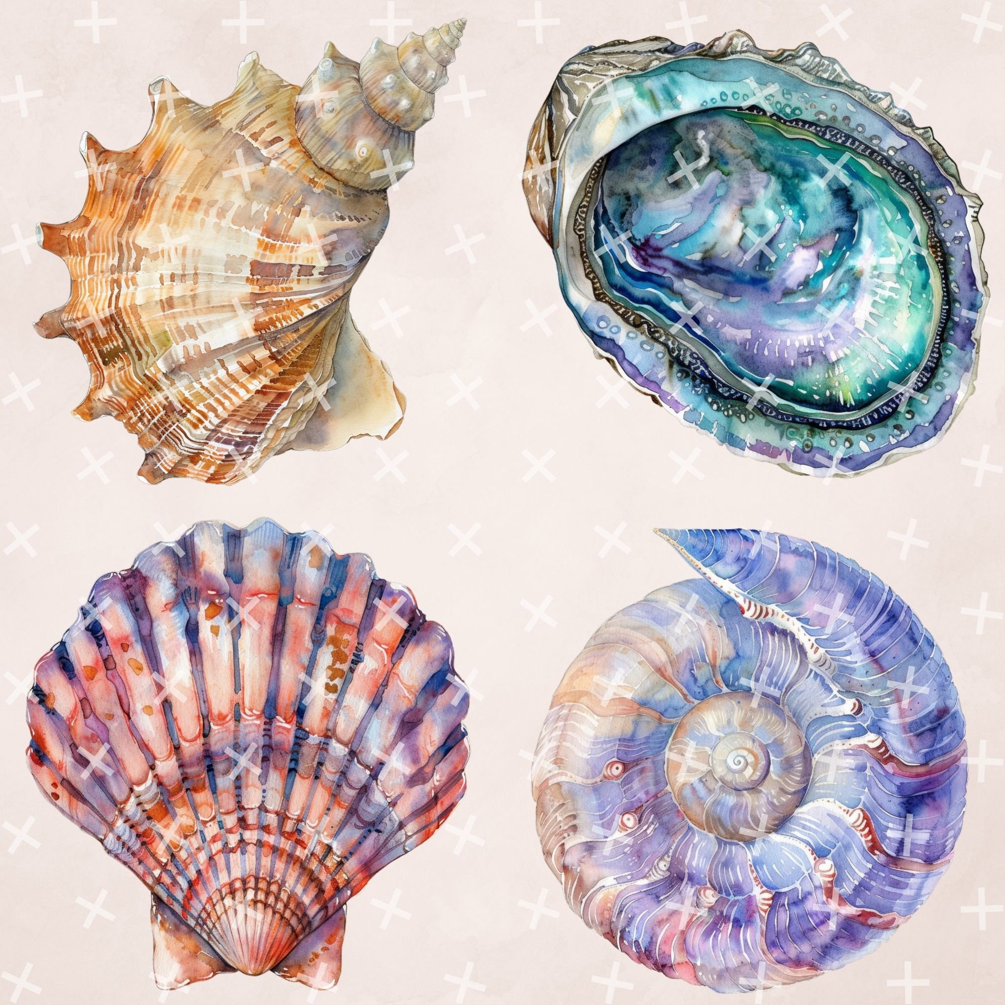 Beachy Seashell Clipart TRANSPARENT PNG, Shell Png, Abalone Clipart ...