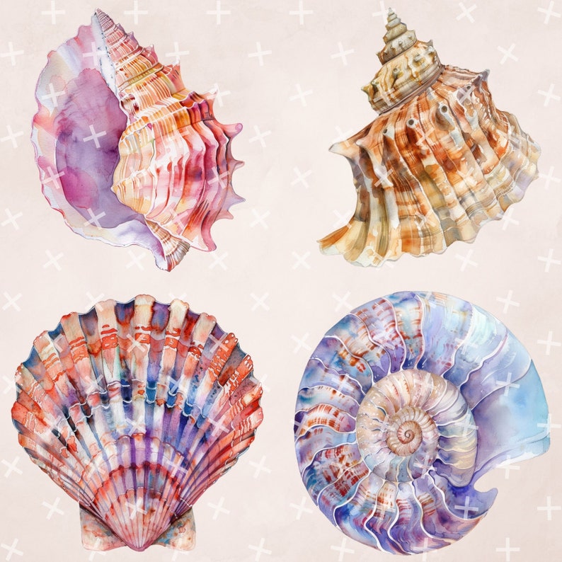 Beachy Seashell Clipart TRANSPARENT PNG, Shell Png, Abalone Clipart ...